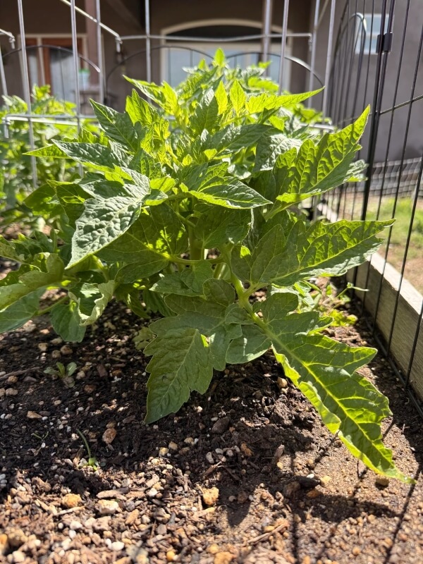Buried clay pot revives scorched tomato bed as nearby plants wither in ...