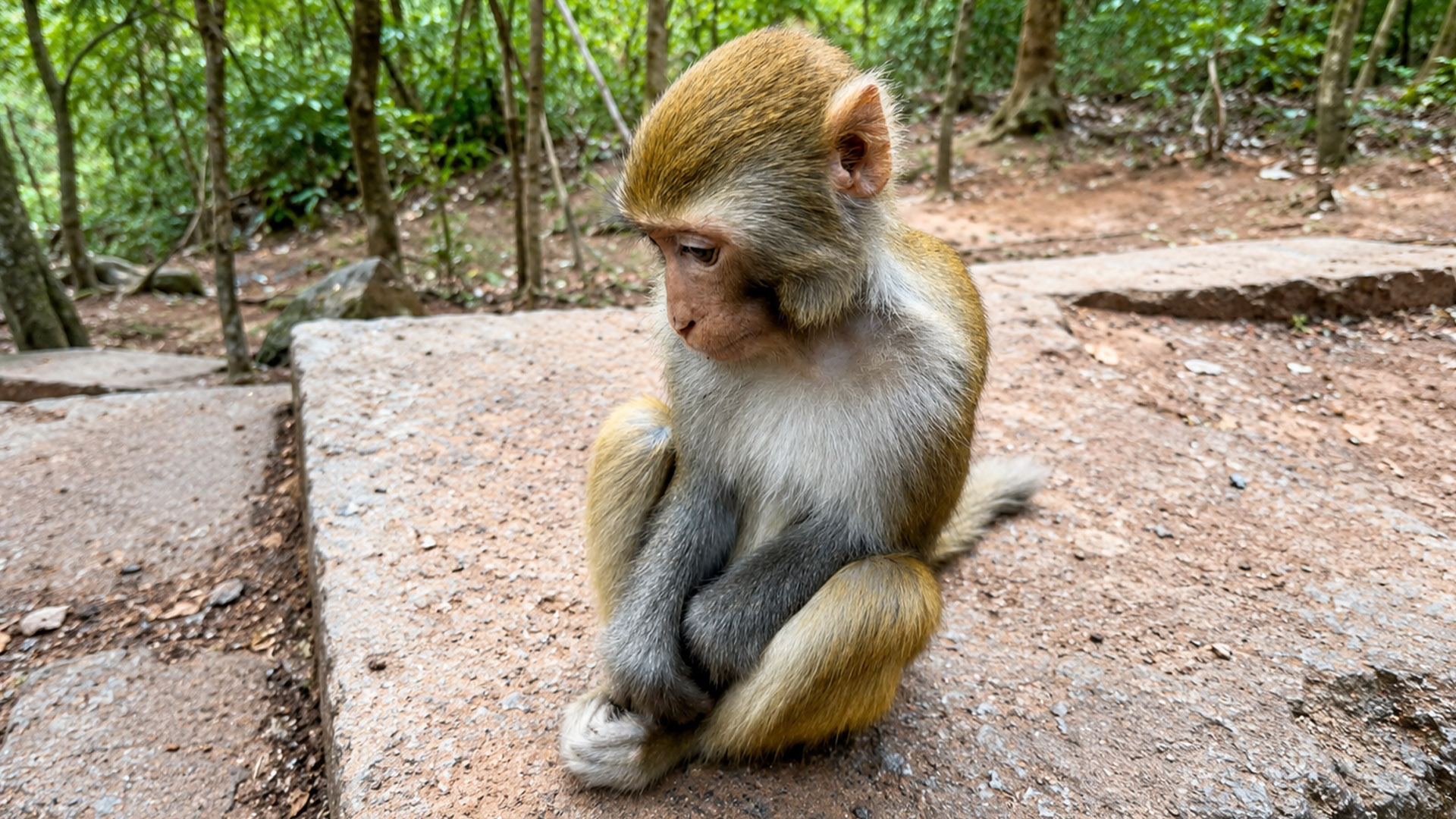 An emotional scene of a baby monkey sitting quietly alone