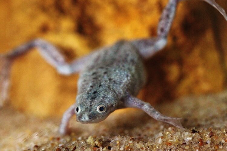 15 small pets that are great for kids