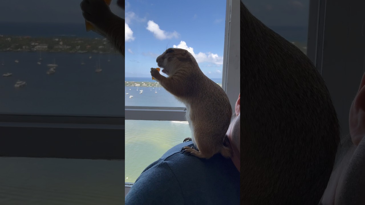 Celebrating the 4th with one very excited prairie dog