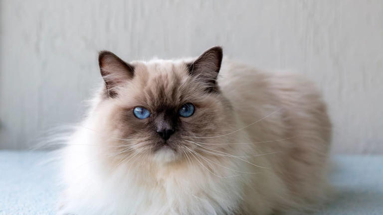 'Black smoke' ragdoll cat looks like the world's cutest burnt marshmallow
