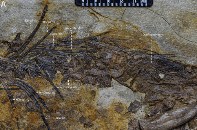 Forget the roars: This exceptional fossil reveals dinosaurs ...