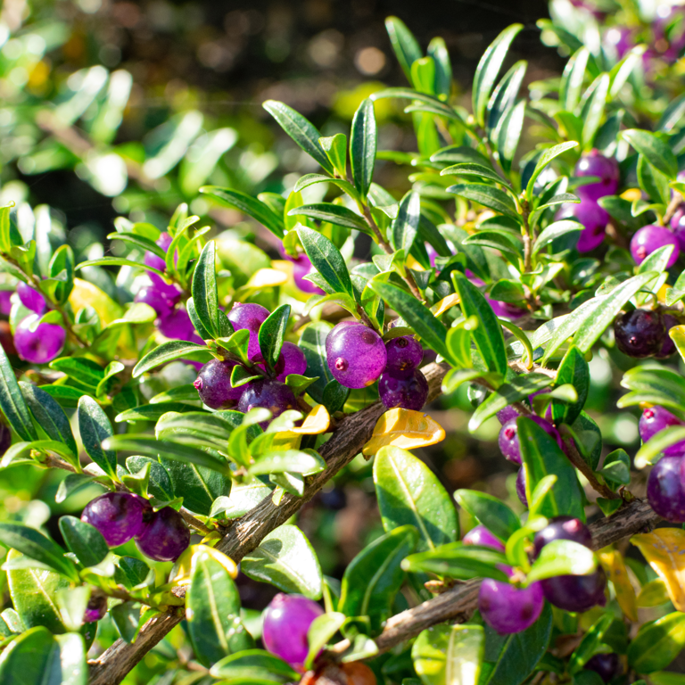 These 5 low-maintenance plants will make your garden look like it ...