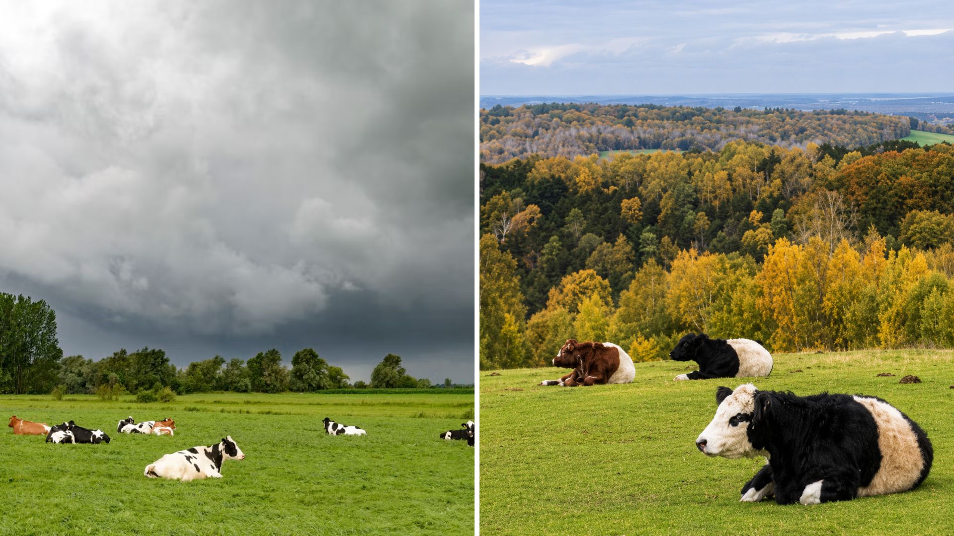 When animals know a storm is coming: 20 subtle signals nature sends ...