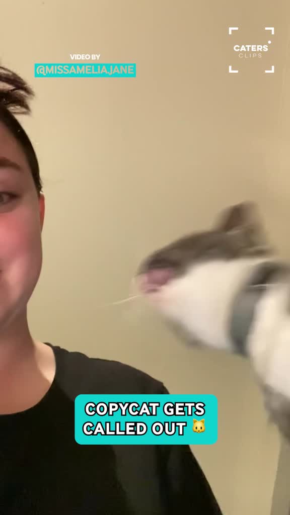 Cat reacts after owner mimics its meow before getting smacked in funny ...