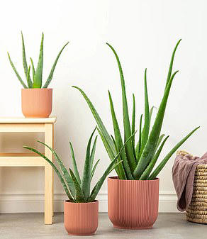 Houseplants are the NASA-approved hack for keeping your home cool ...