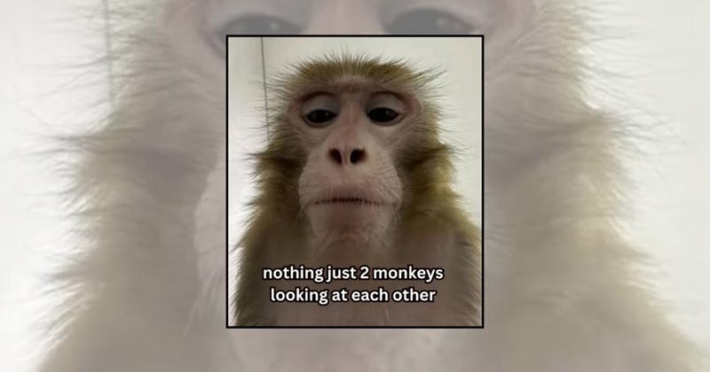 'Ape shall cheer up ape': 21 monkey memes going bananas and swinging ...