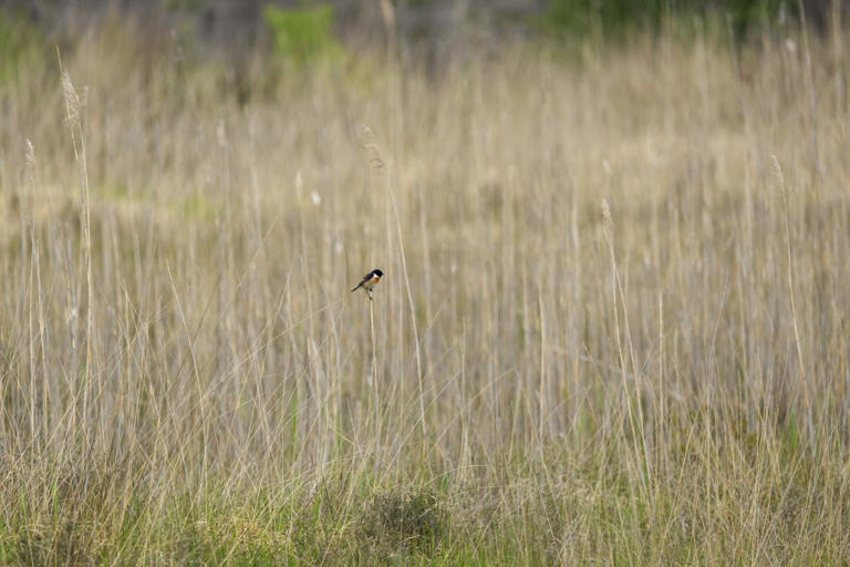 I tried Sony’s 400-800mm super-telephoto zoom lens for bird photography ...