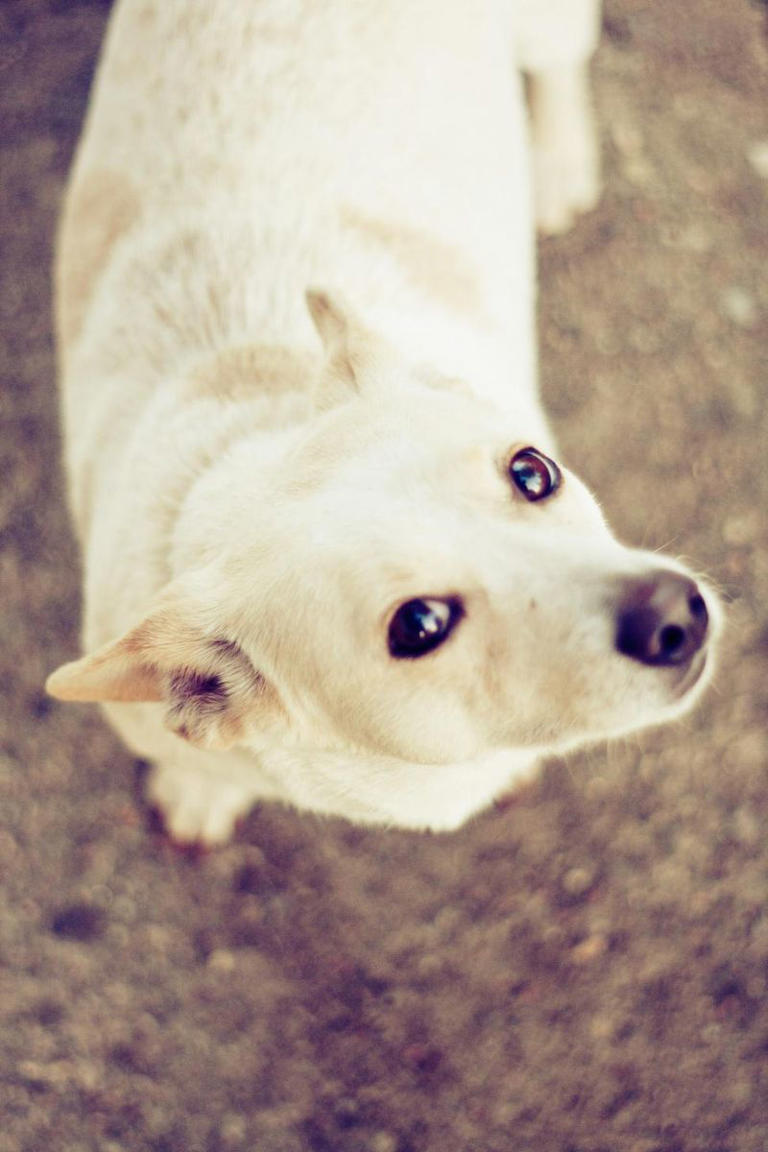 13 reassuring signs your dog is happier than most pets ever become