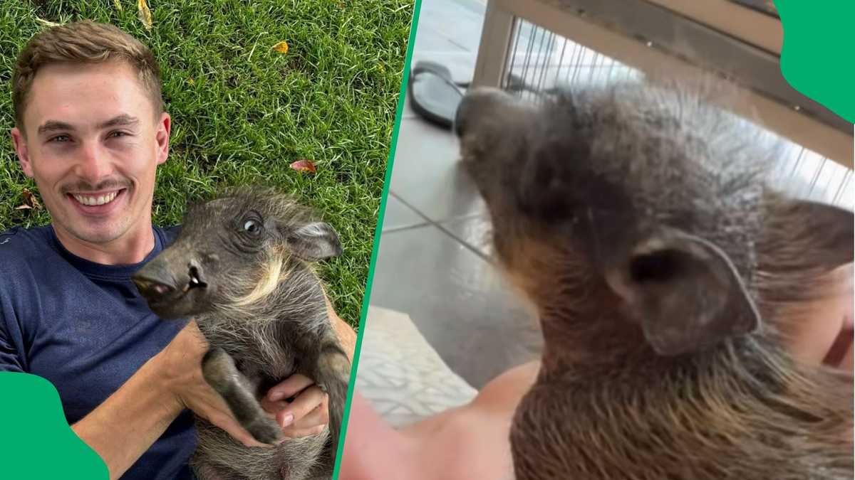Not aware of her size: Ruben Namibia melts hearts with his warthog who ...
