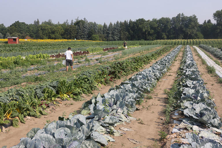 Quebec will reimburse farmers for carbon costs