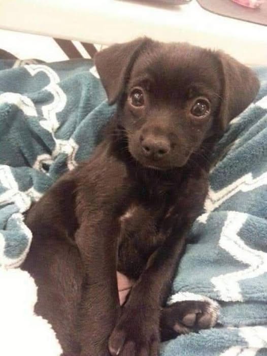 Cane trovato sul ciglio della strada, si avvicina all’auto e trova una ...