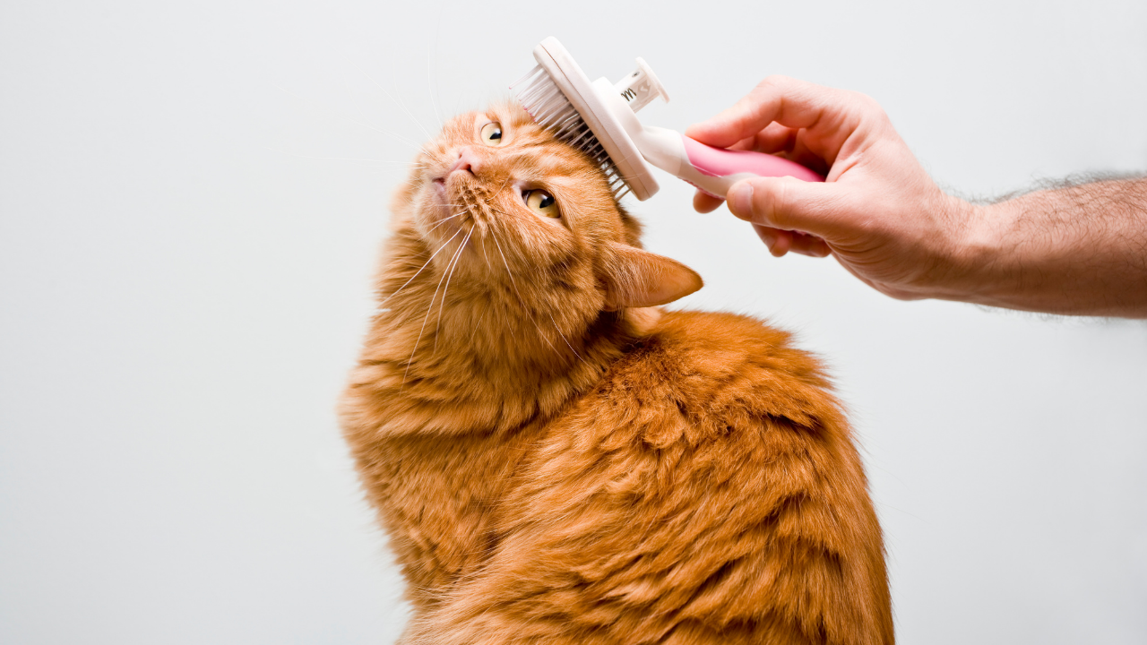 5 must-do cat grooming tips every feline parent should know