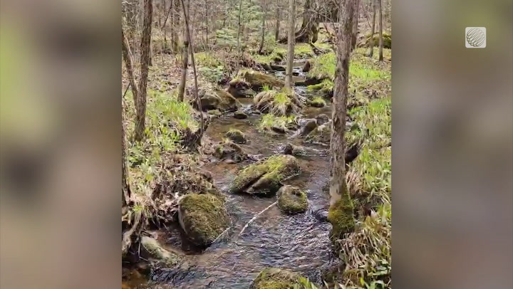 Springtime creek flowing over mossy rocks