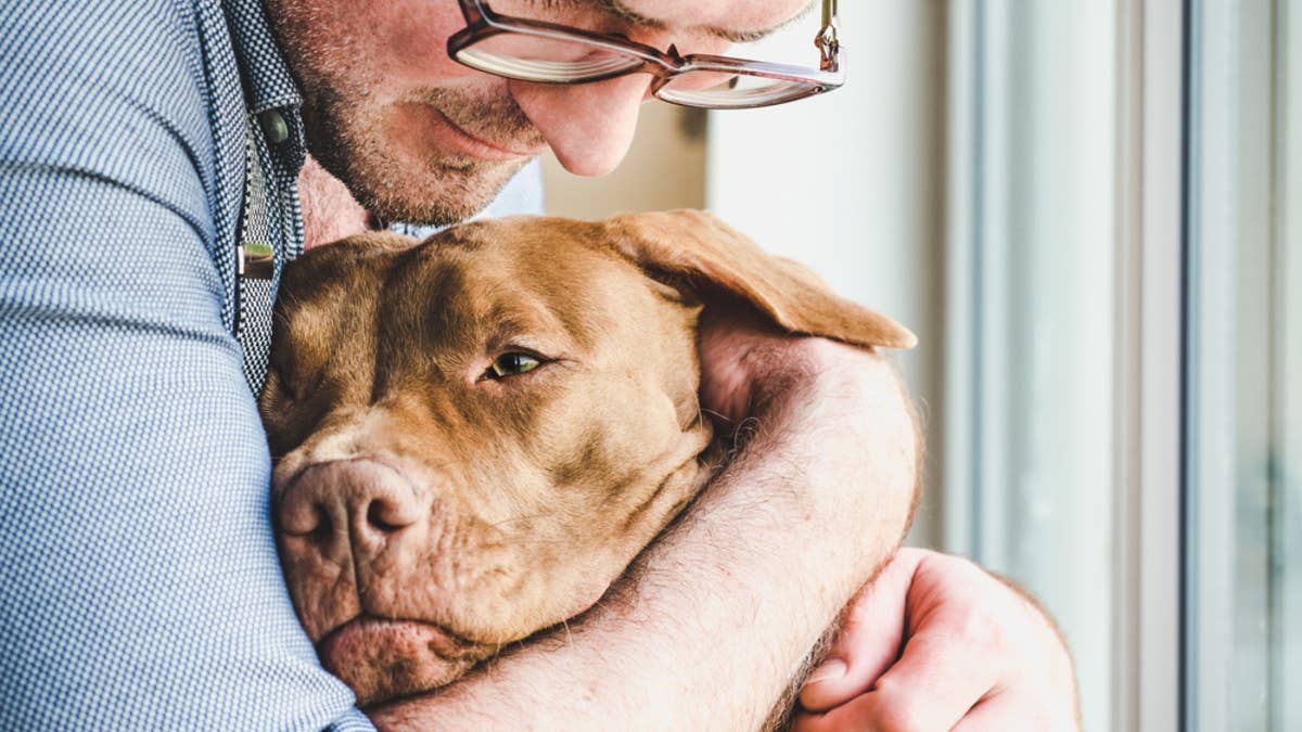Pit bull’s reaction to hearing 'Daddy’s home' is cracking people up