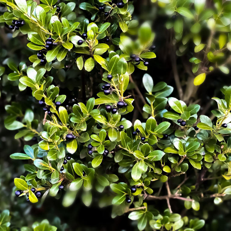 These 5 low-maintenance plants will make your garden look like it ...