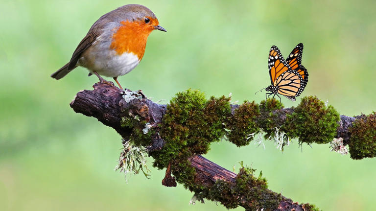 The gorgeous self-seeding flower that is highly attractive to birds ...