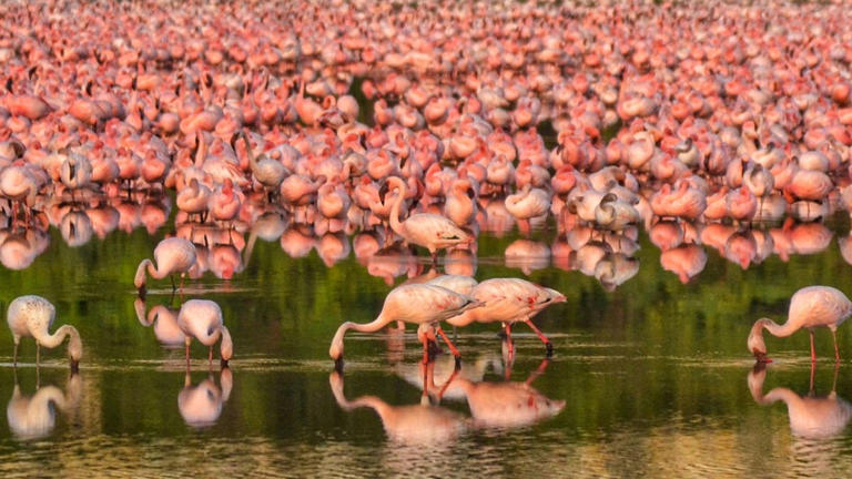 Why are flamingos in love with Mumbai? There is science behind it