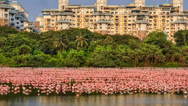 Why are flamingos in love with Mumbai? There is science behind it
