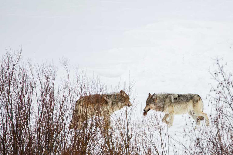 Wyoming cuts wolf hunt in half to buoy Yellowstone region’s disease ...