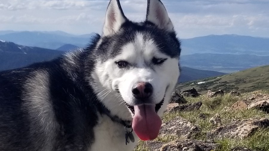 Man accused of taking Colorado airman’s dog that was found dead is ...