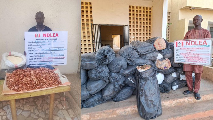 NDLEA seizes cocaine bound for UK, Australia, destroys 65,000kg skunk ...