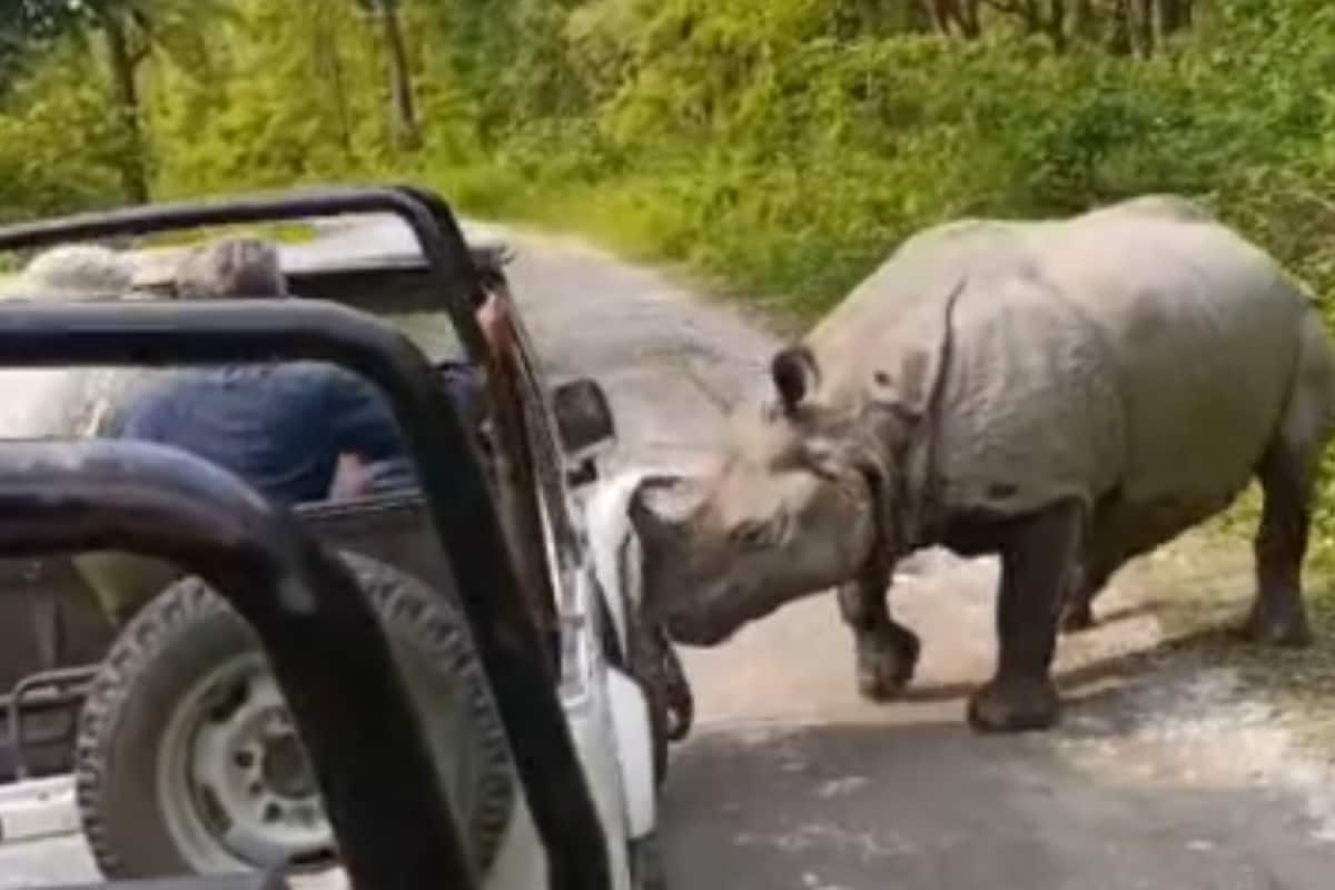 Caught on camera: Close shave for tourists as rhino attempts to lift ...