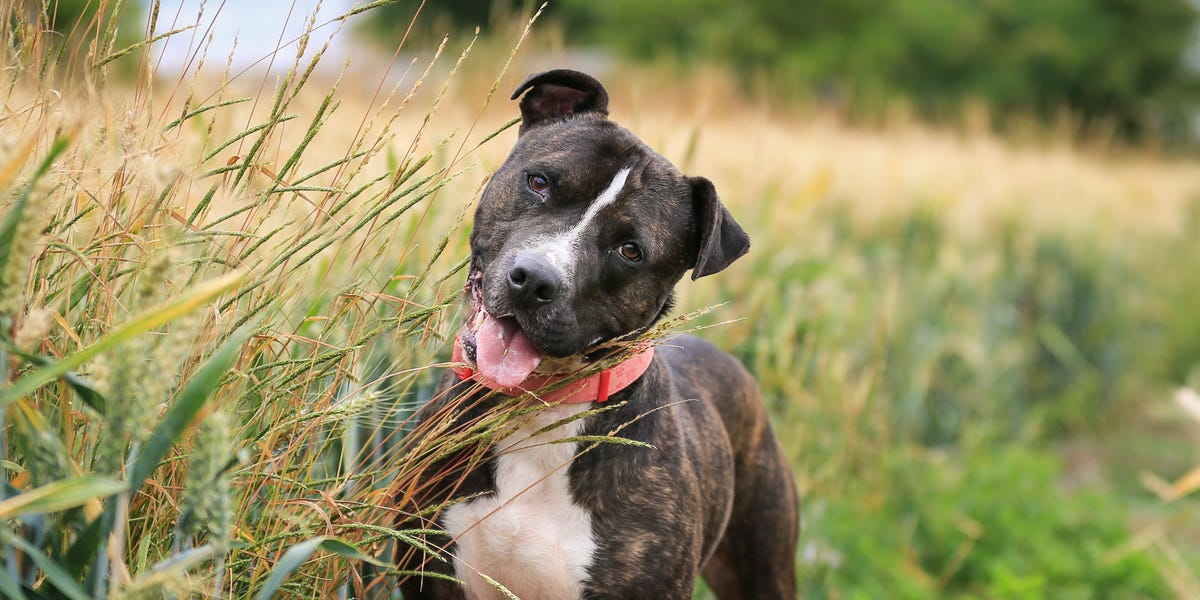 The surprising reason your dog tilts their head