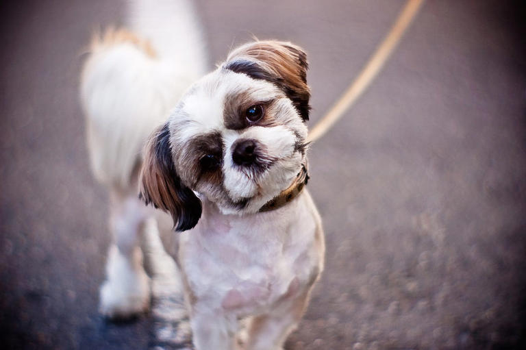 The surprising reason your dog tilts their head