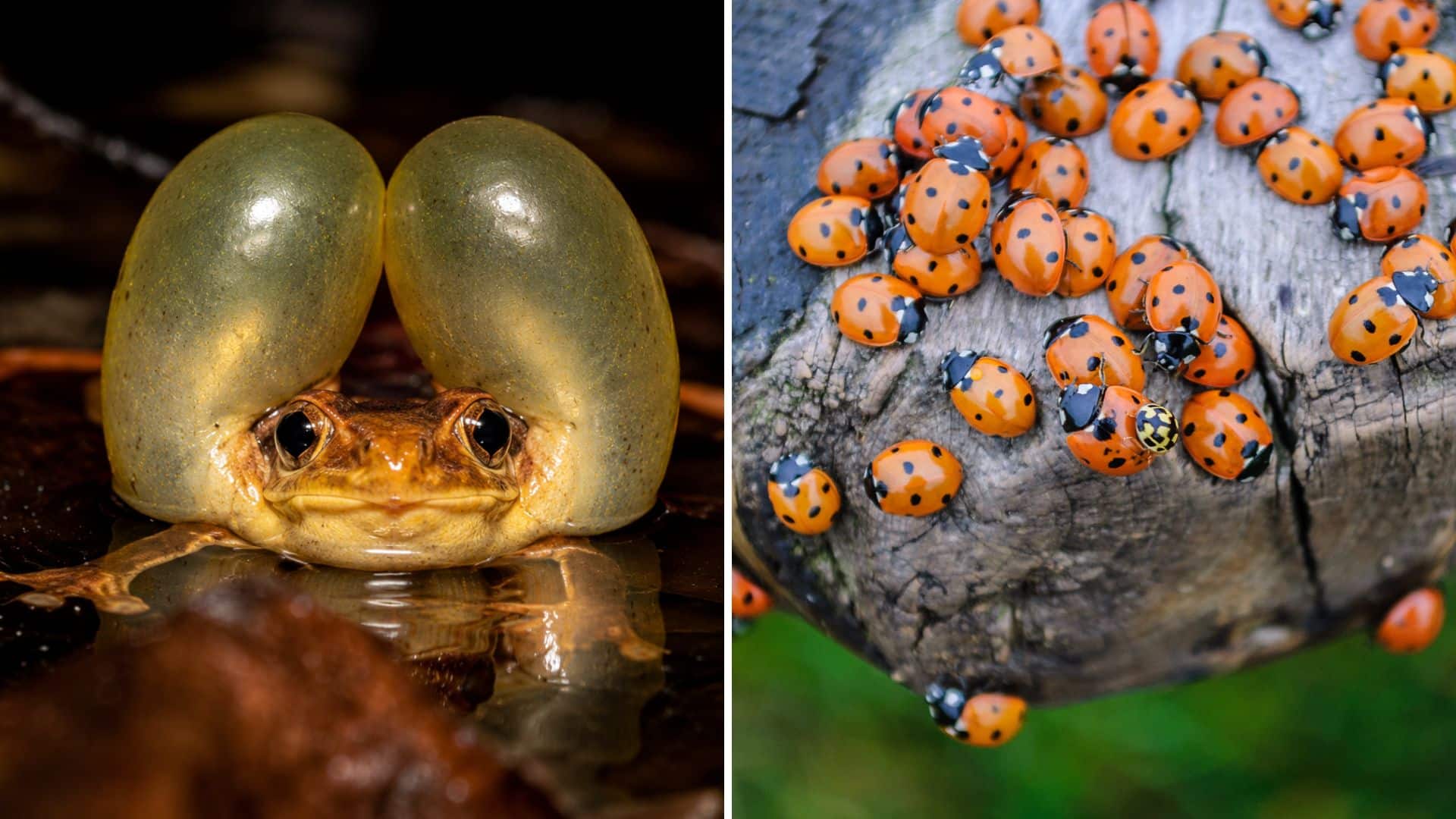 When animals know a storm is coming: 20 subtle signals nature sends ...