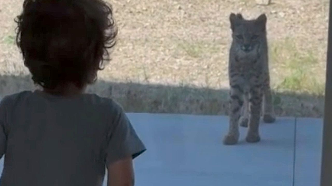 Wild bobcat comes face-to-face with toddler at California home