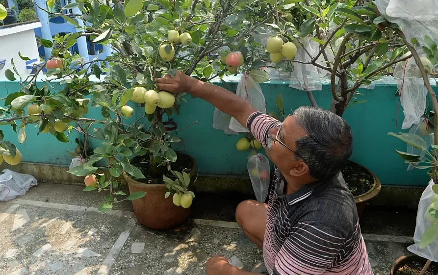 Your ultimate guide to thriving apple trees