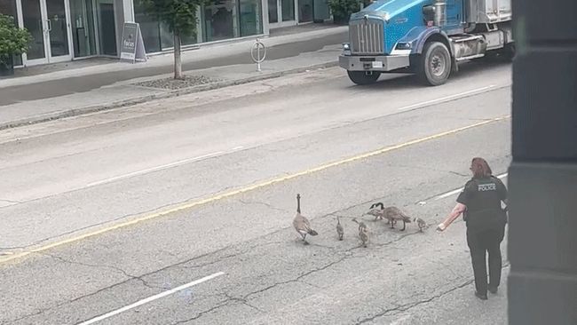 Vancouver police officer helps geese cross the road safely