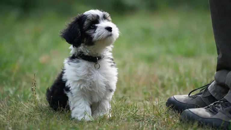 How to teach your dog basic obedience commands with simple daily ...