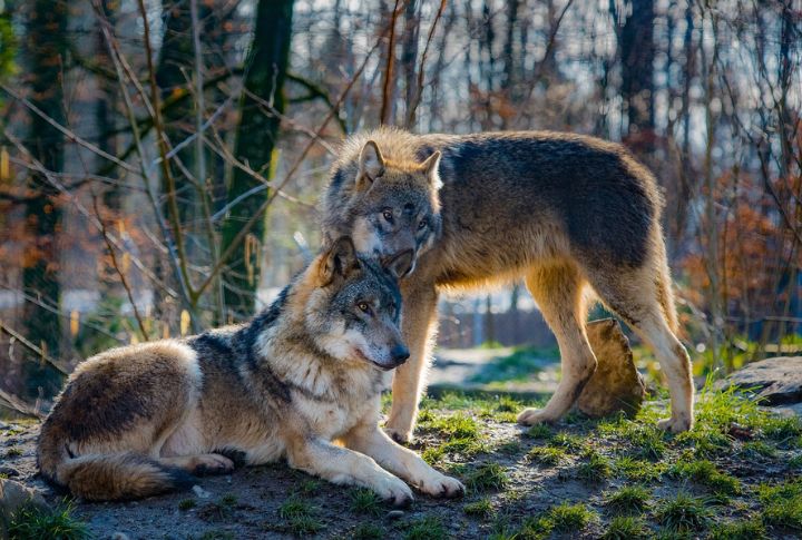 9 best spots to see wild wolves