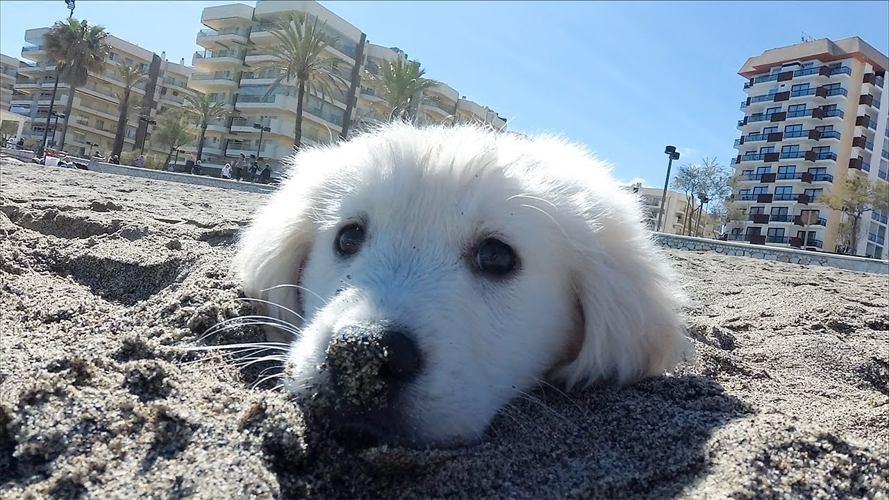 Bailey’s first beach day is too cute