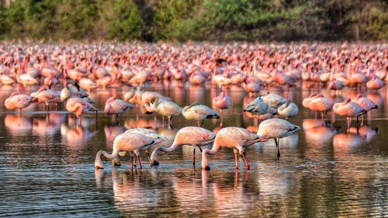 Why are flamingos in love with Mumbai? There is science behind it