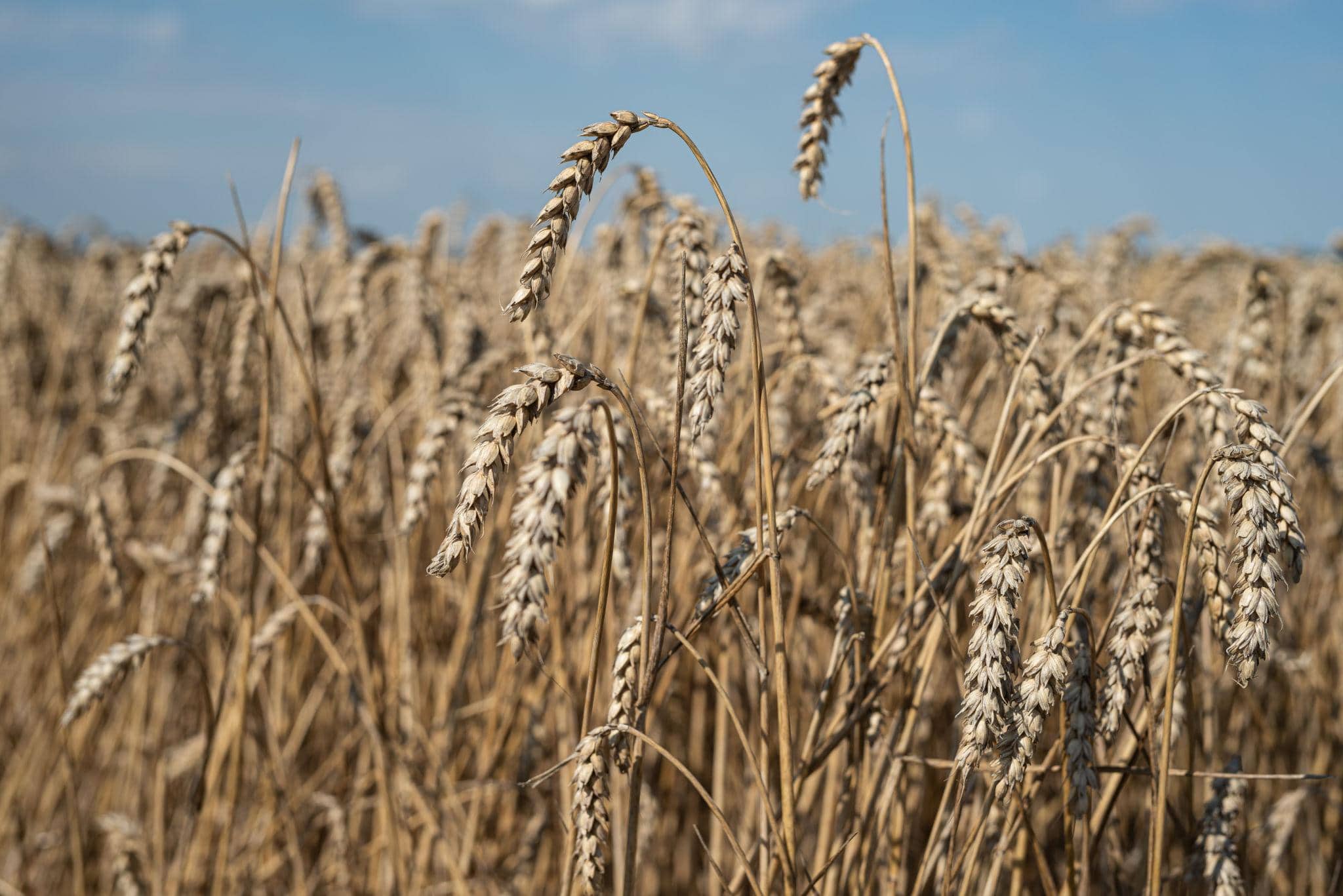 Top 10 wheat-producing countries in the world: India secures major ...