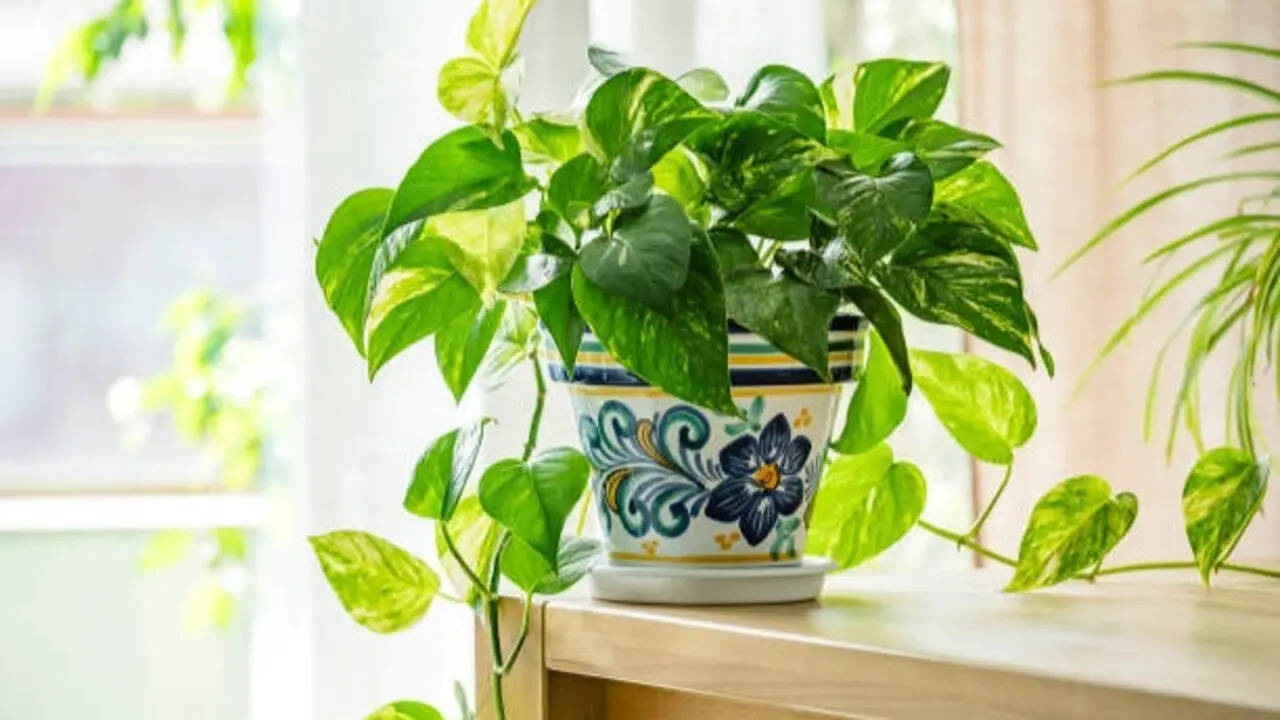 The balcony plants that secretly attract snakes, mosquitoes, and pests