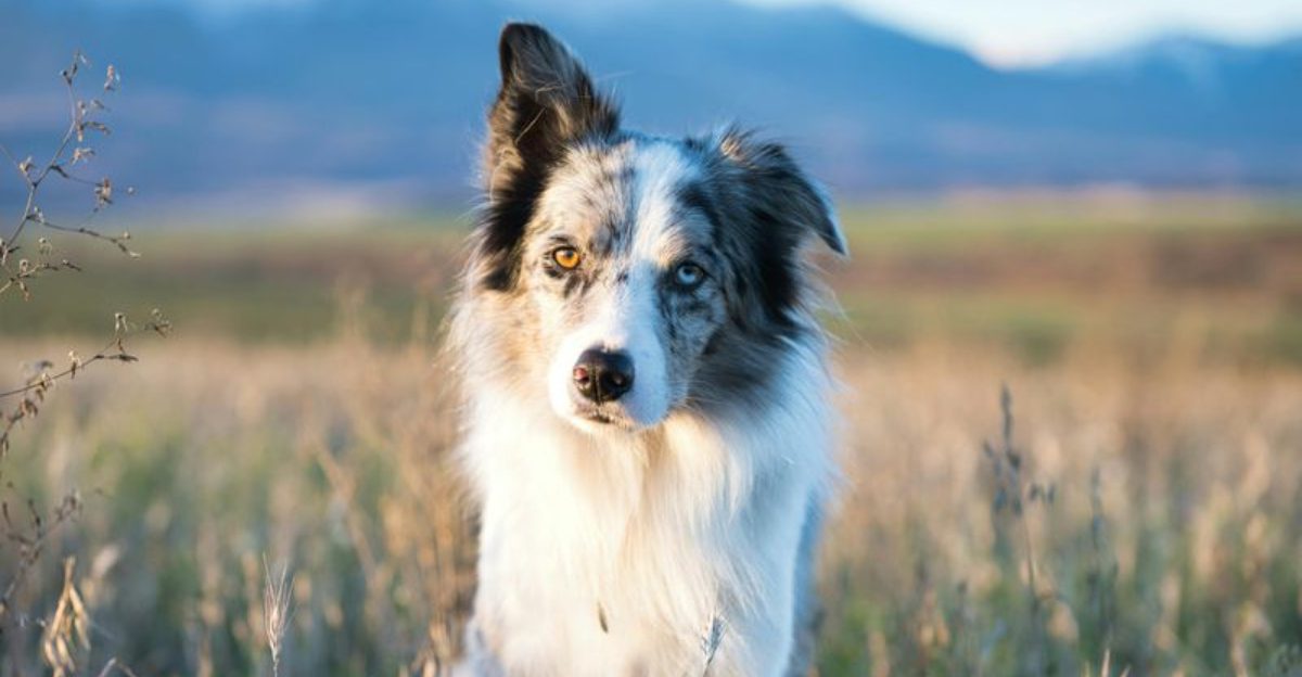 10 emotionally fragile dog breeds experts say absorb everything around them