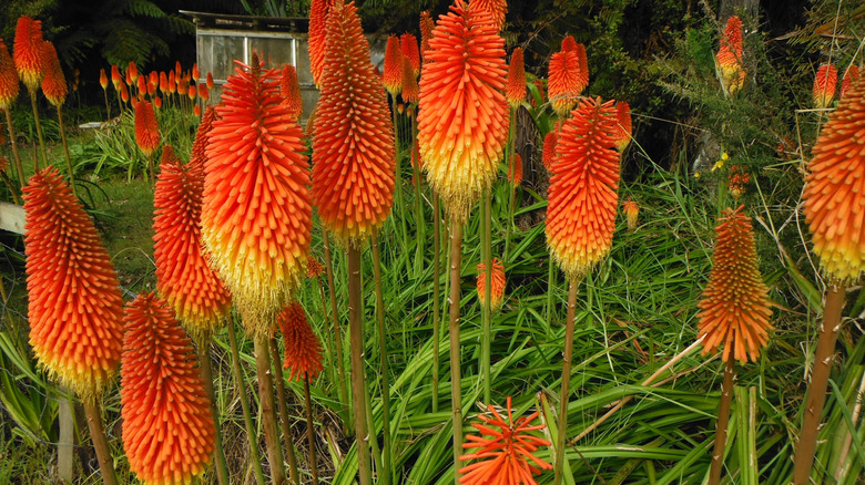 Top 7 flowers that won't thrive in your window box planters (& what to ...