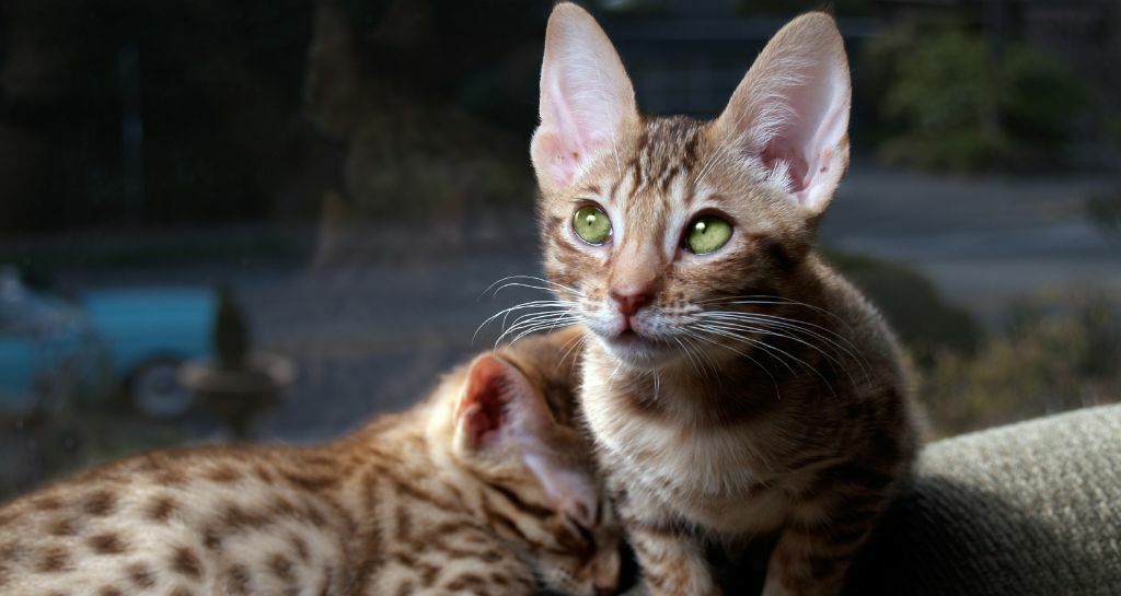 Il gatto selvatico che in realtà ama la vita in famiglia