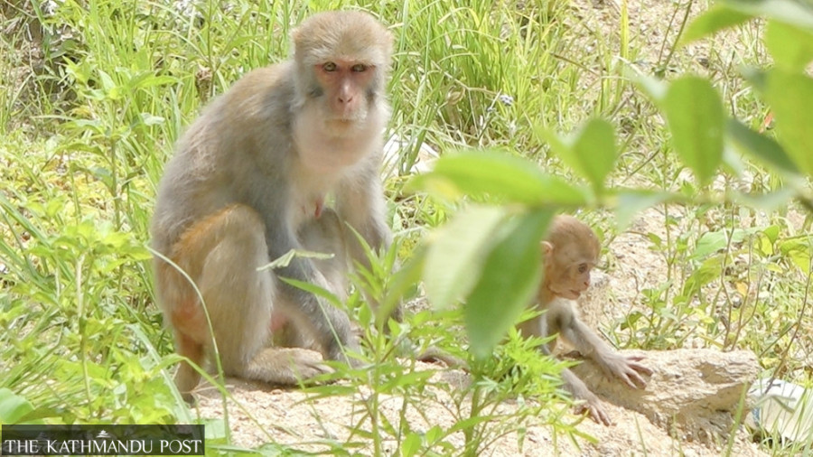 Monkey menace pushing farmers out of Nepal's hill villages