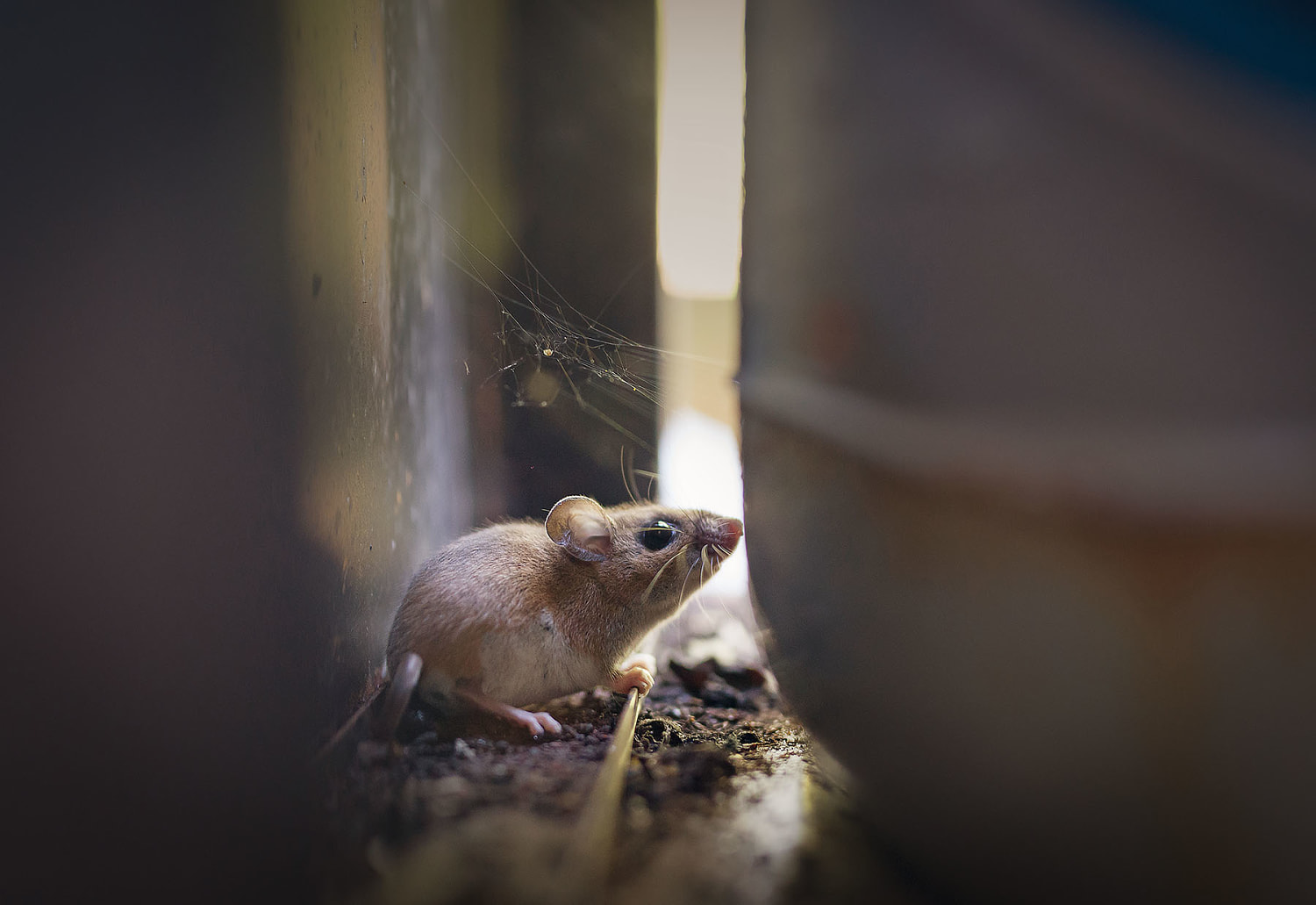 Where does hantavirus lurk in the US.? Scientists found ‘hot spots’ in ...
