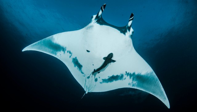 New study reveals fish are 'hitchhiking' in manta ray 'buttholes'
