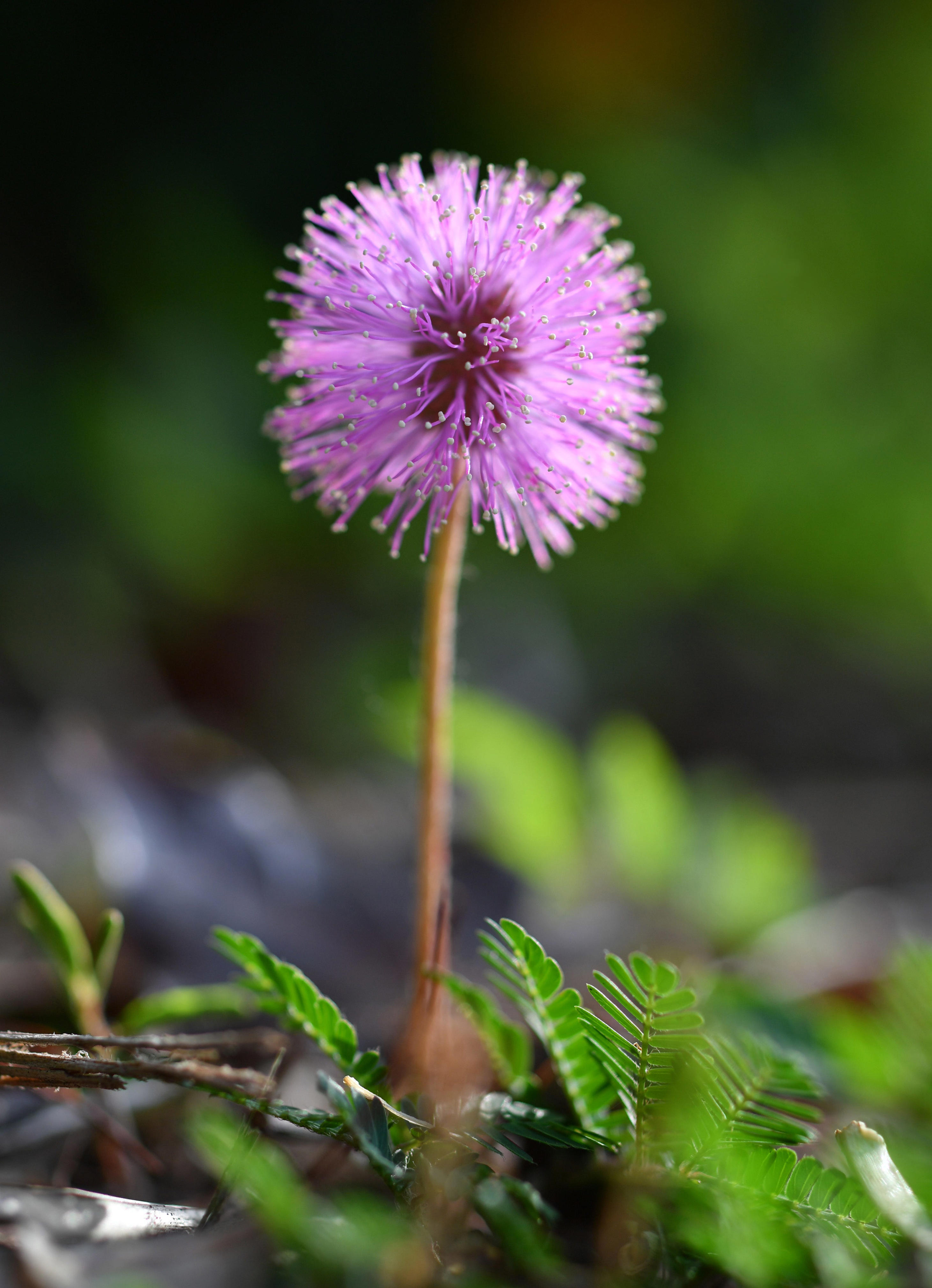 5 Florida native plants that can be used for ground cover