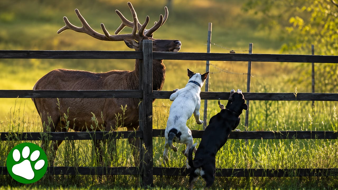 Wild elk gently plays with tiny dogs