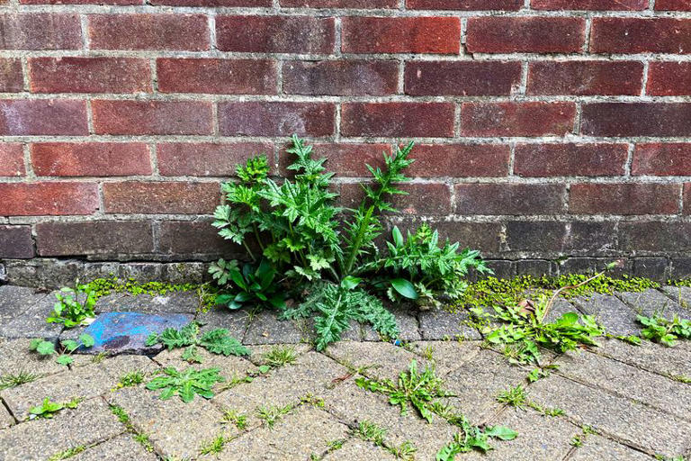 'Most underrated weed killer' costs 7p and works fast - not vinegar or ...