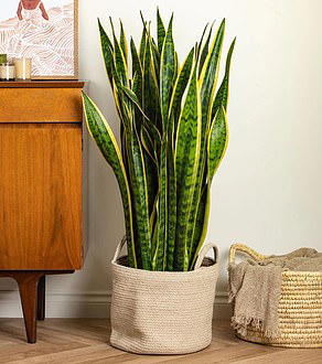 Houseplants are the NASA-approved hack for keeping your home cool ...