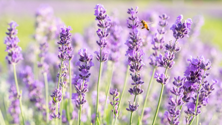 Top 7 flowers that won't thrive in your window box planters (& what to ...